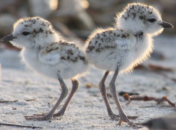 Sanibel boasts 15 snowy plover, two Wilson’s plover nests - SANIBEL ...